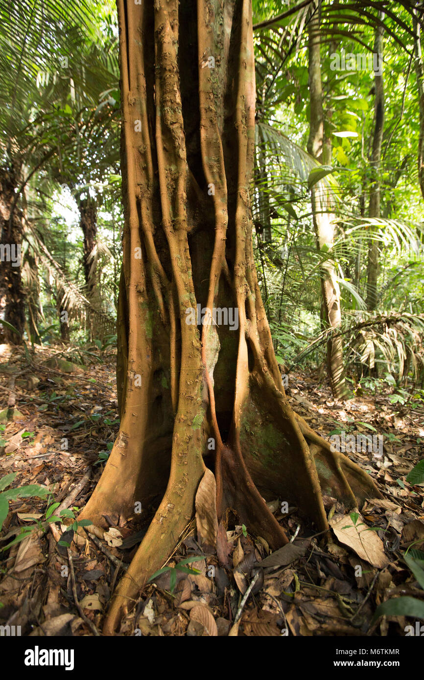 Rainforest tree, Suriname, South America Stock Photo - Alamy
