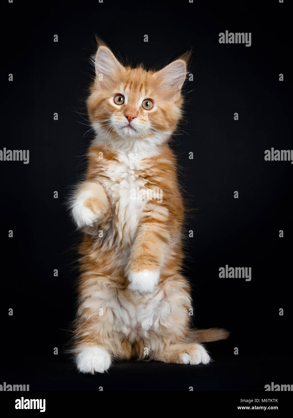 Red tabby with white Maine Coon cat / kitten sitting on back paws ...