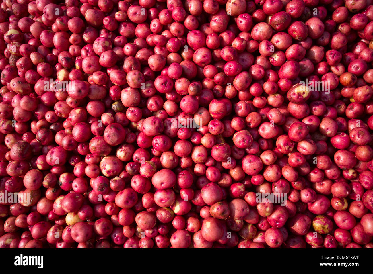 Red-pink skin Hilly soil (red soil) potatoes Stock Photo - Alamy