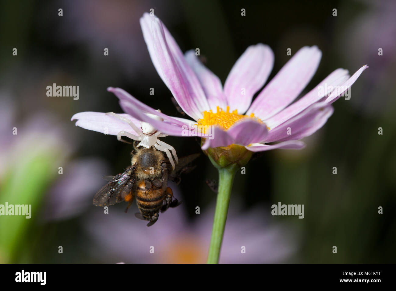 Female Honey Bee High Resolution Stock Photography and Images - Alamy