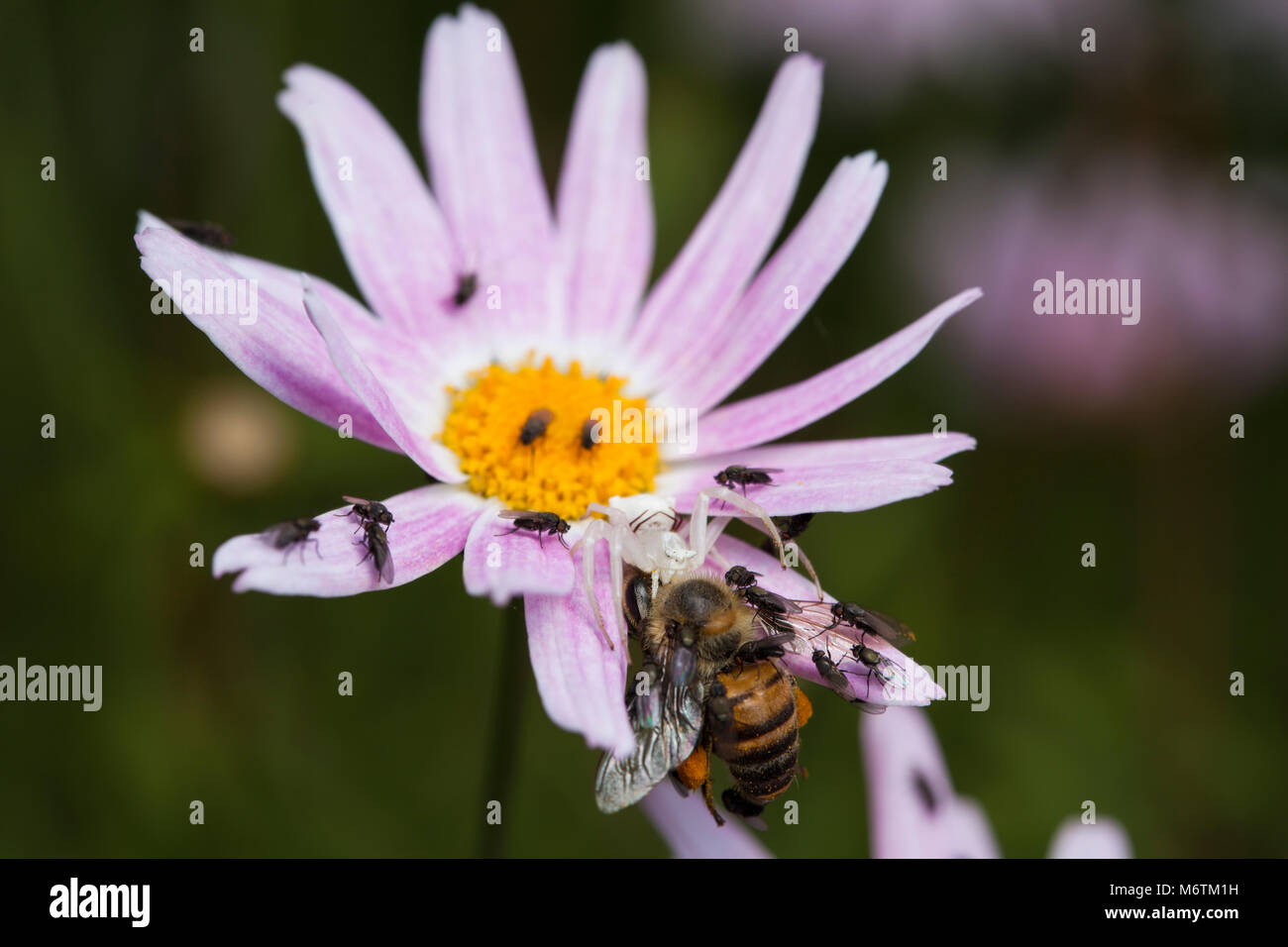 Female Honey Bee High Resolution Stock Photography and Images - Alamy