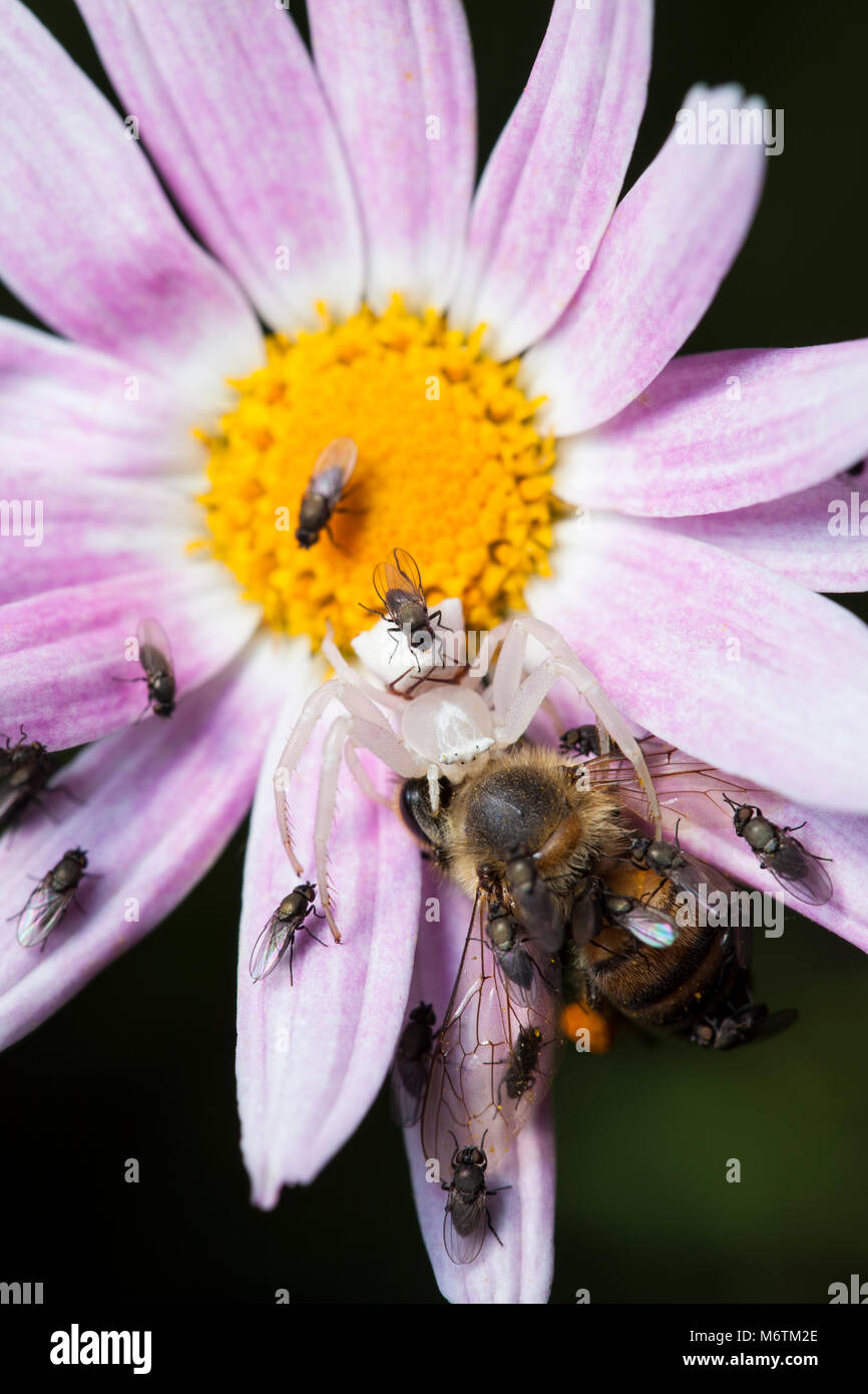 Female Honey Bee High Resolution Stock Photography and Images - Alamy
