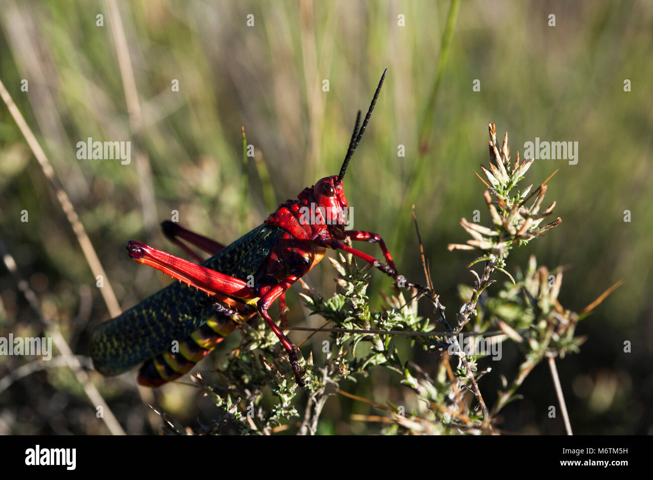 Yellow Milkweed High Resolution Stock Photography and Images - Alamy