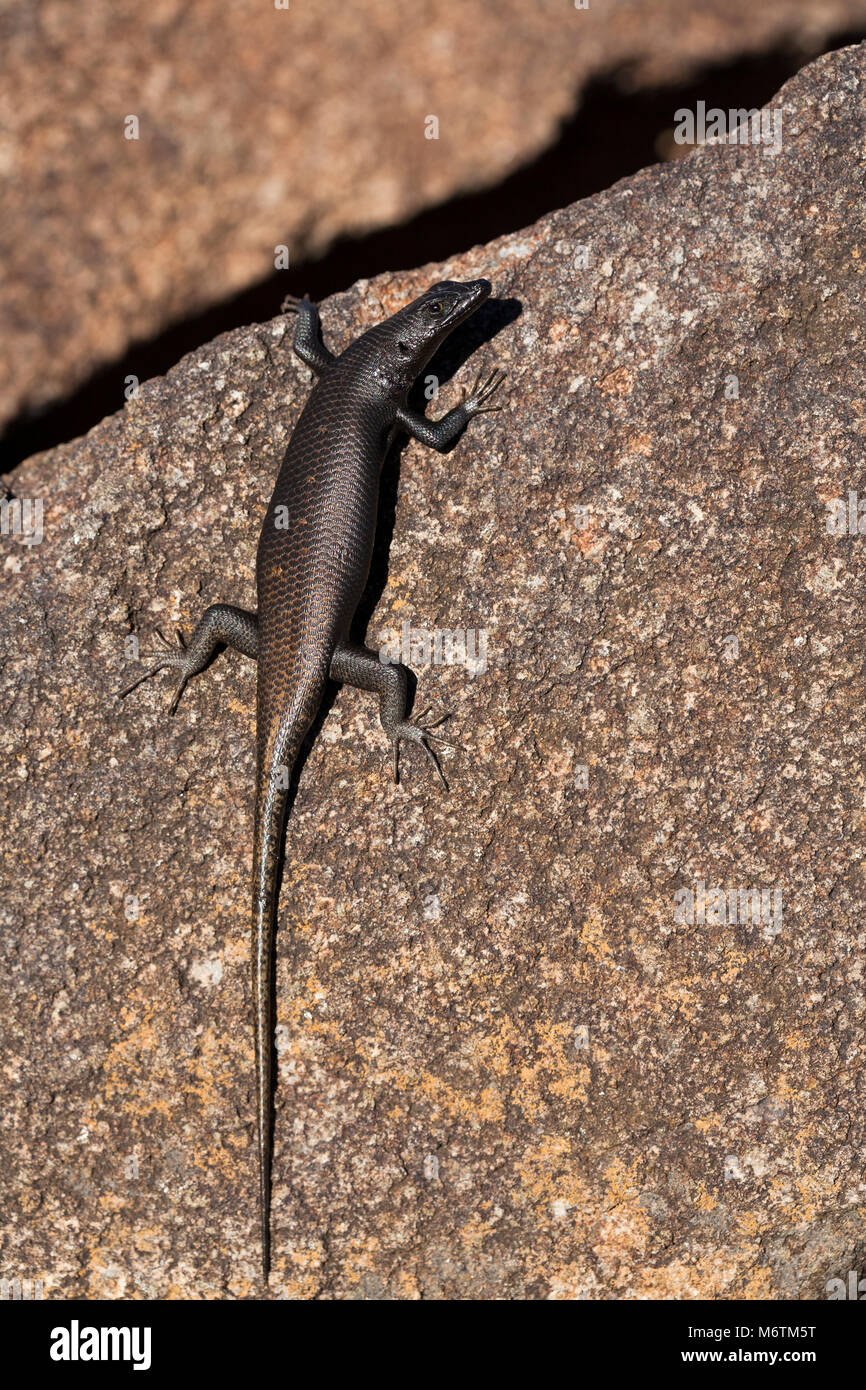 Black Skink High Resolution Stock Photography and Images - Alamy