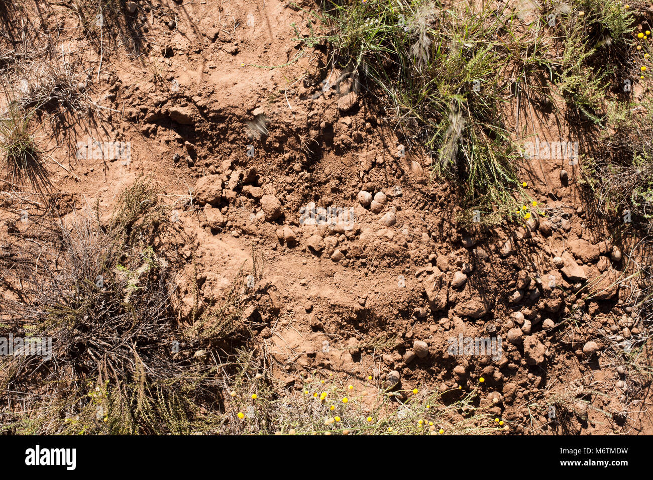 Animal Droppings Stock Photos & Animal Droppings Stock Images - Alamy
