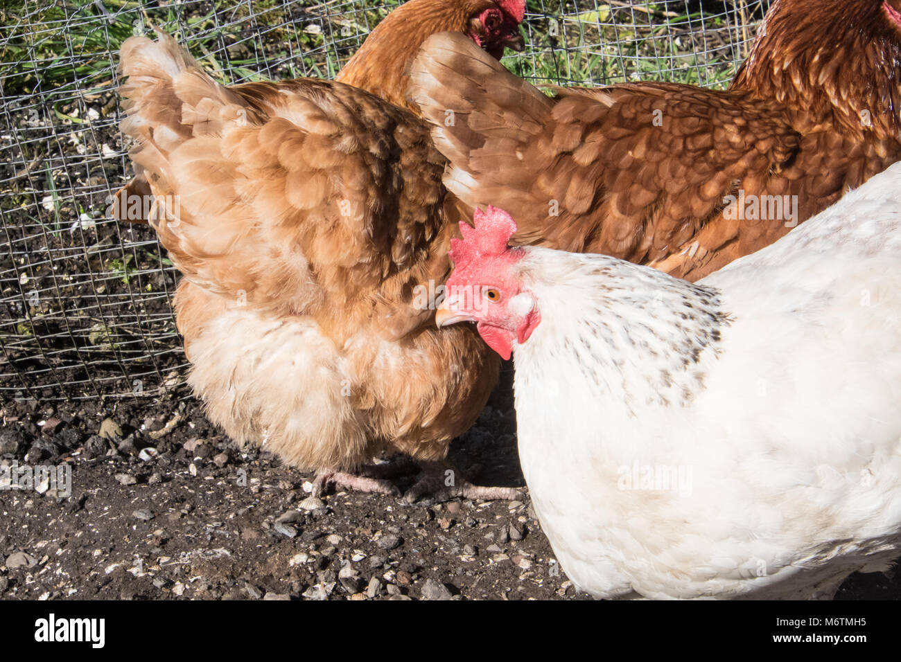 Small,flock,of,seven,backyarden,garden,chicken,hens,brown,Warren,breed ...