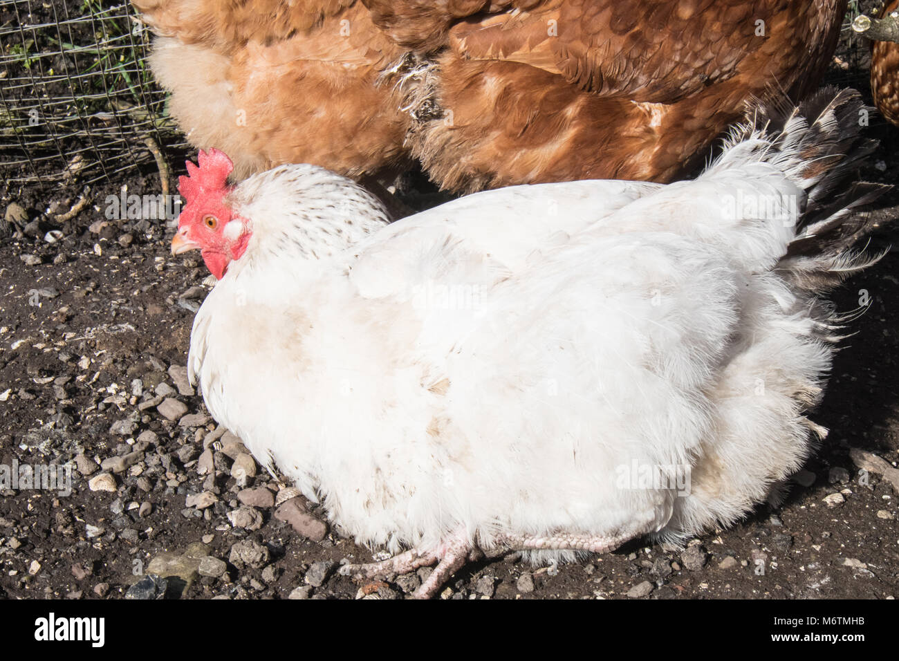 Small,flock,of,seven,backyarden,garden,chicken,hens,brown,Warren,breed ...