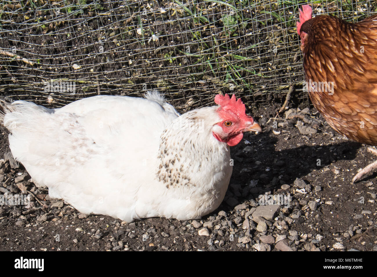 Small,flock,of,seven,backyarden,garden,chicken,hens,brown,Warren,breed ...
