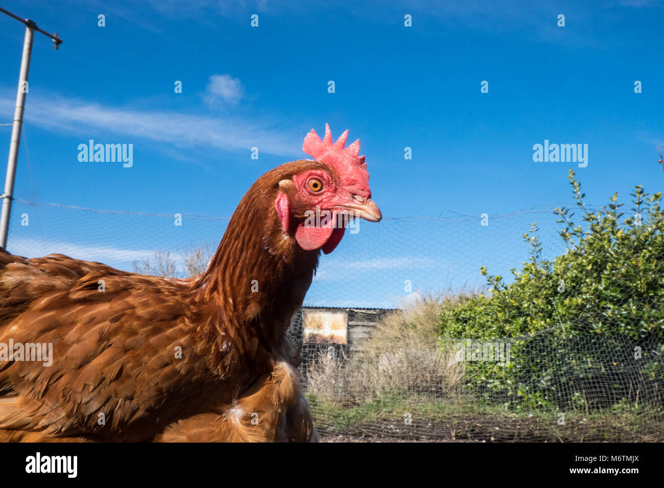 Small,flock,of,seven,backyarden,garden,chicken,hens,brown,Warren,breed ...