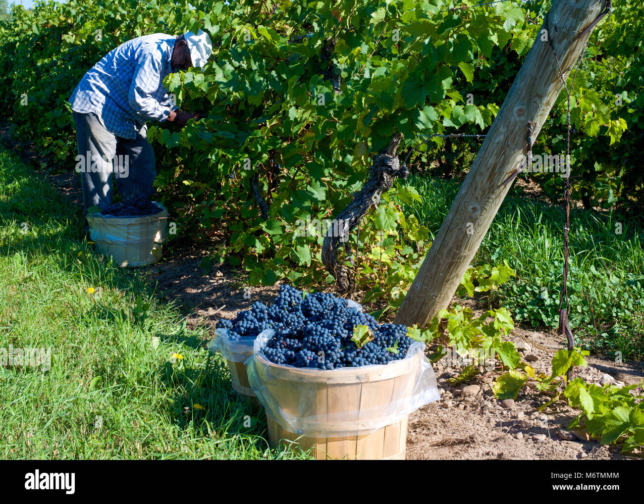 Picking Grapes High Resolution Stock Photography and Images - Alamy