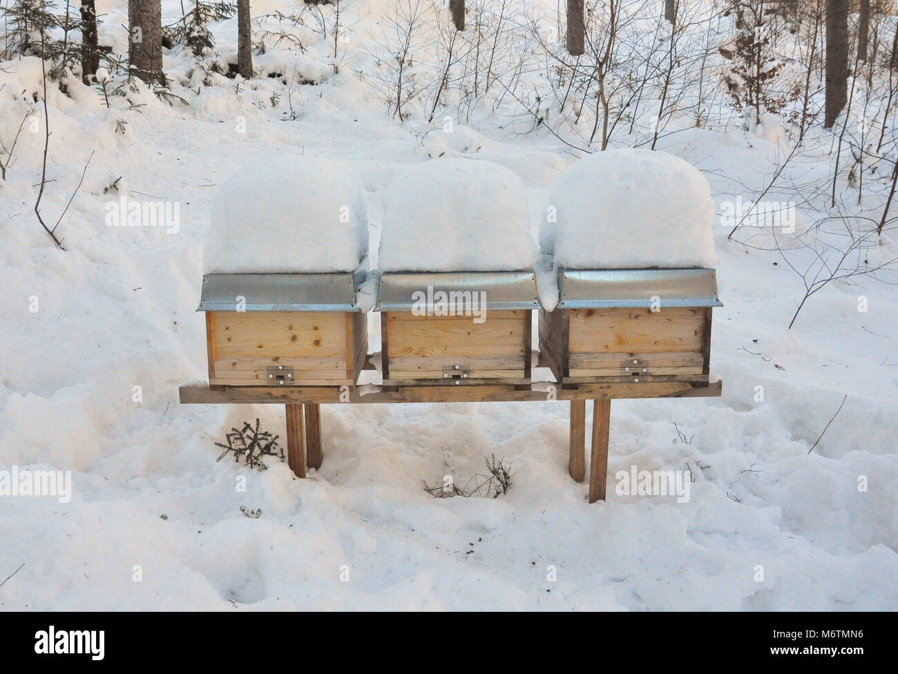 Bee hives in winter Stock Photo - Alamy