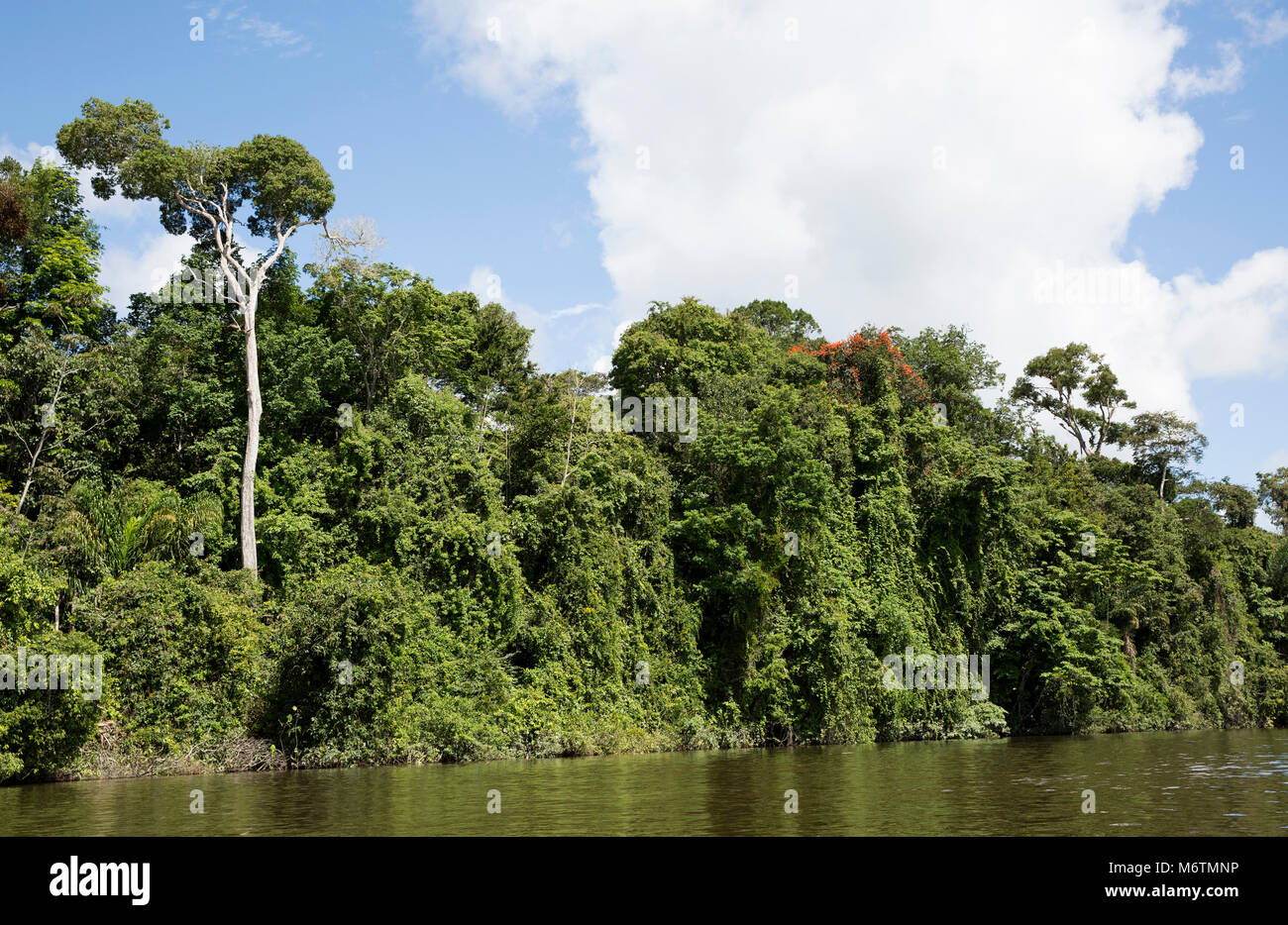 Jungle scene along the Suriname River, South America Stock Photo - Alamy