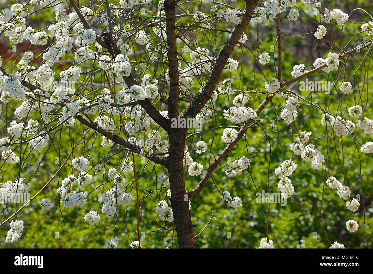 Spring Tree Flowering Stock Photo - Alamy