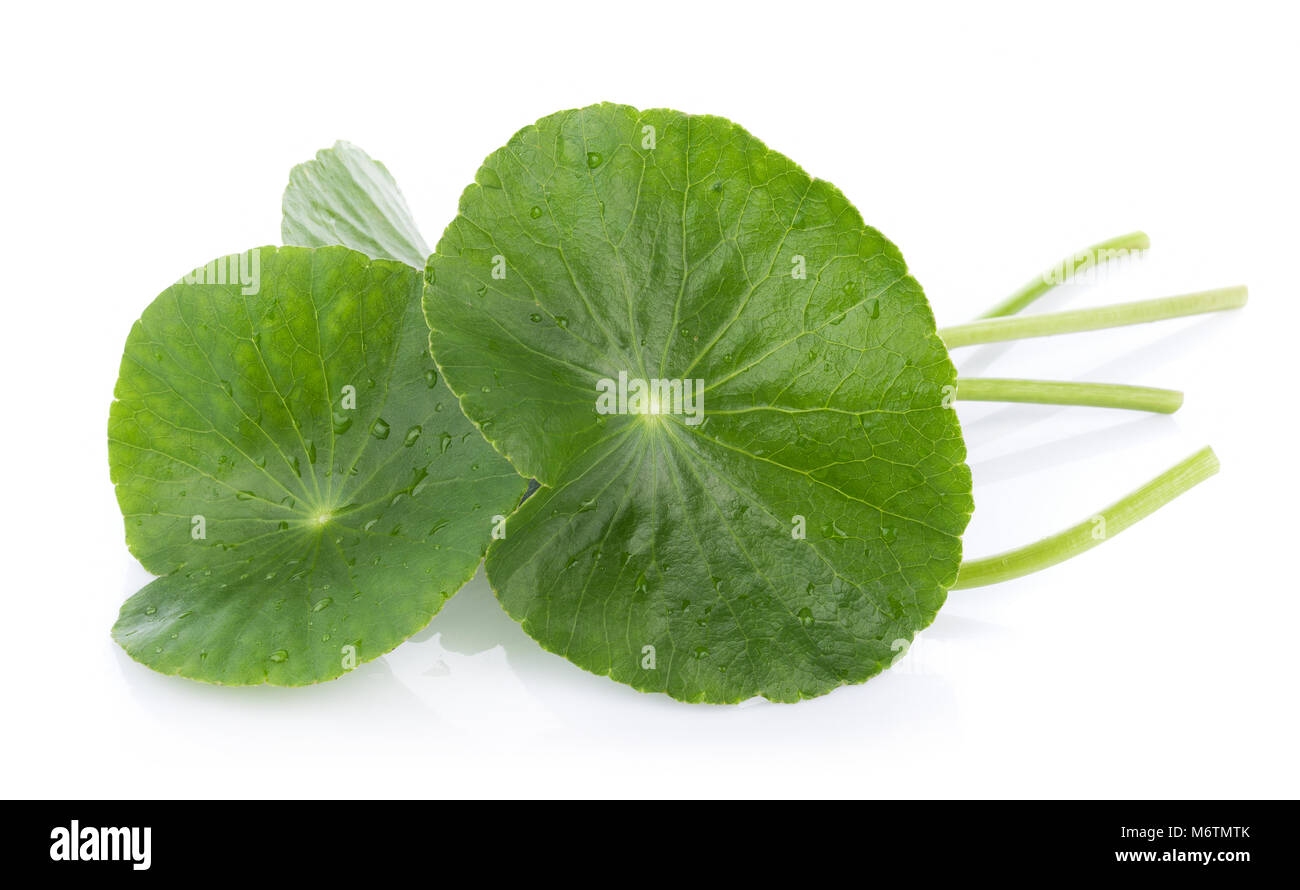 Closeup leaf of Gotu kola, Asiatic pennywort, asiatic leaf isolated on ...