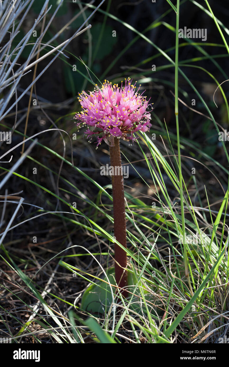 Haemanthus Plant Stock Photos & Haemanthus Plant Stock Images - Alamy