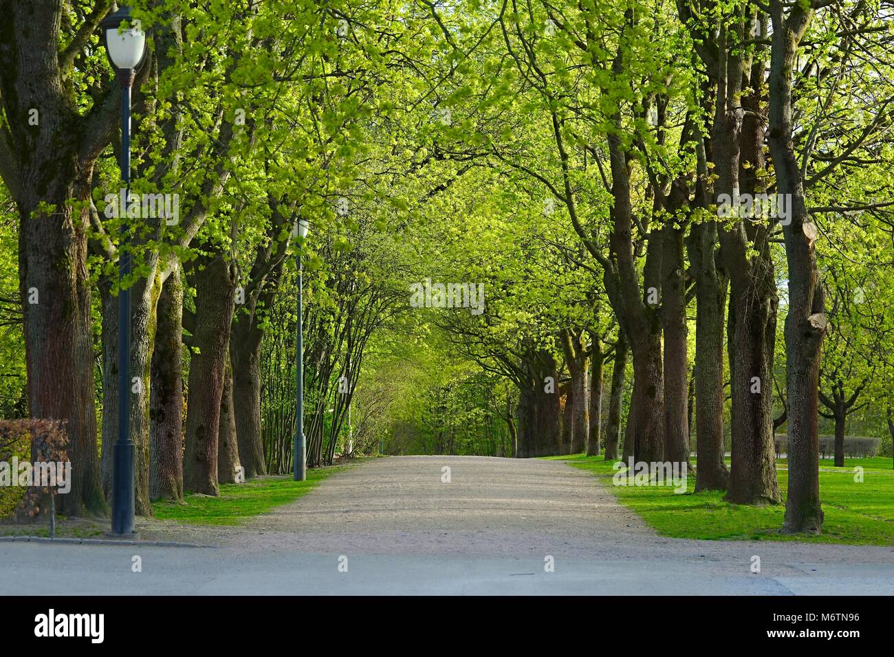 PArk with line of trees Stock Photo - Alamy