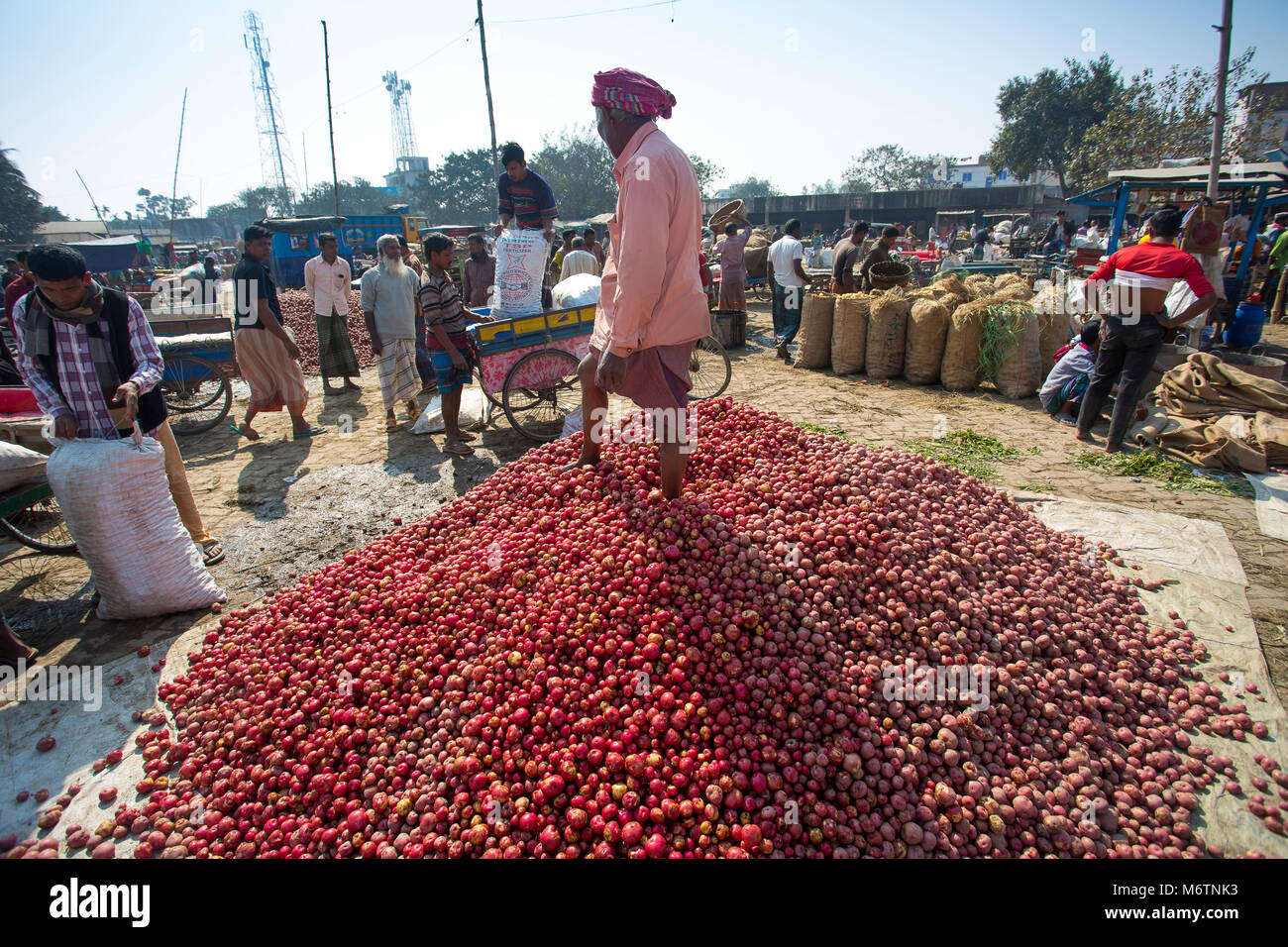 Labors are stocking Red-pink skin Hilly soil (red soil) potatoes Stock ...