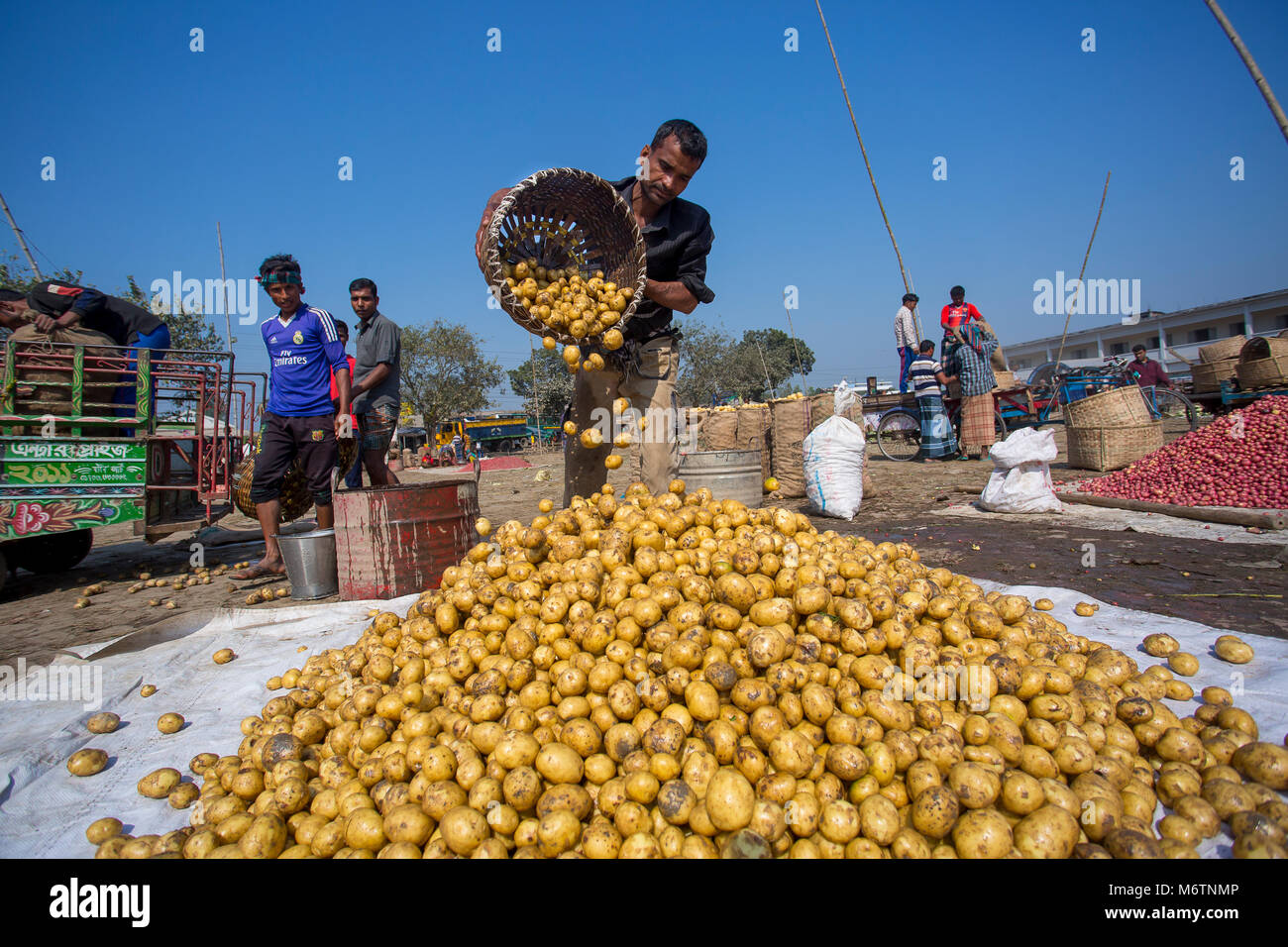 Labors are stacking white potatoes in mahasthan hat (popular vendor ...