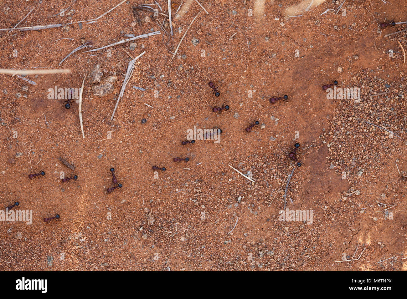 Harvester Ant Colony High Resolution Stock Photography and Images - Alamy
