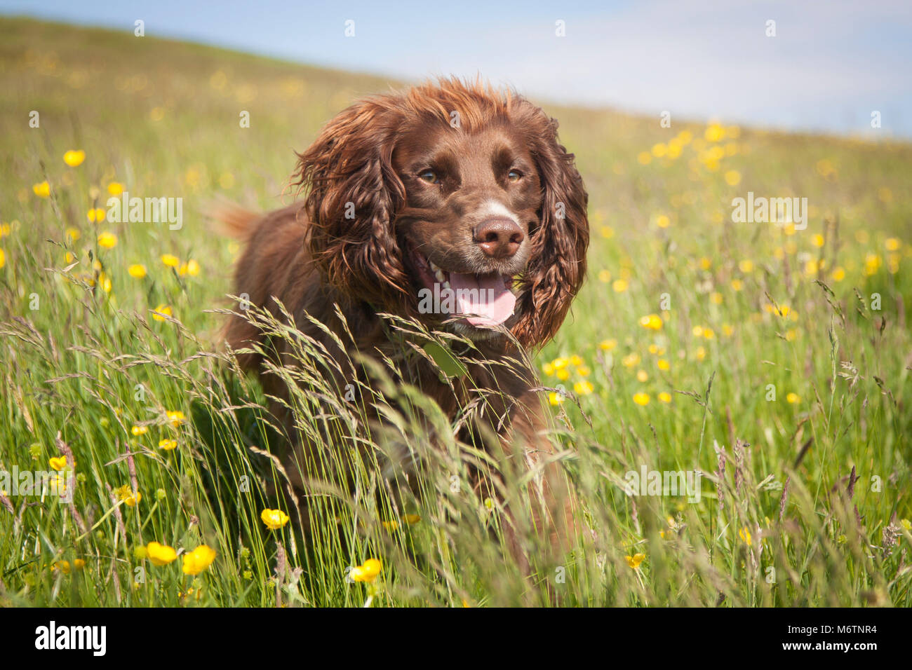 Working Cocker Spaniel Stock Photo - Alamy
