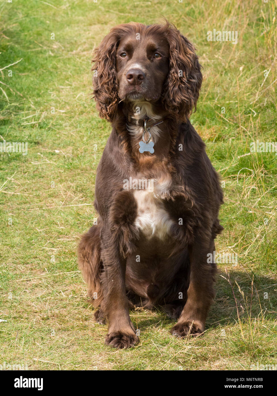 Working Cocker Spaniel Stock Photo - Alamy
