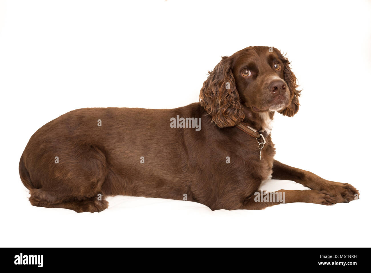 Working Cocker Spaniel Stock Photo - Alamy