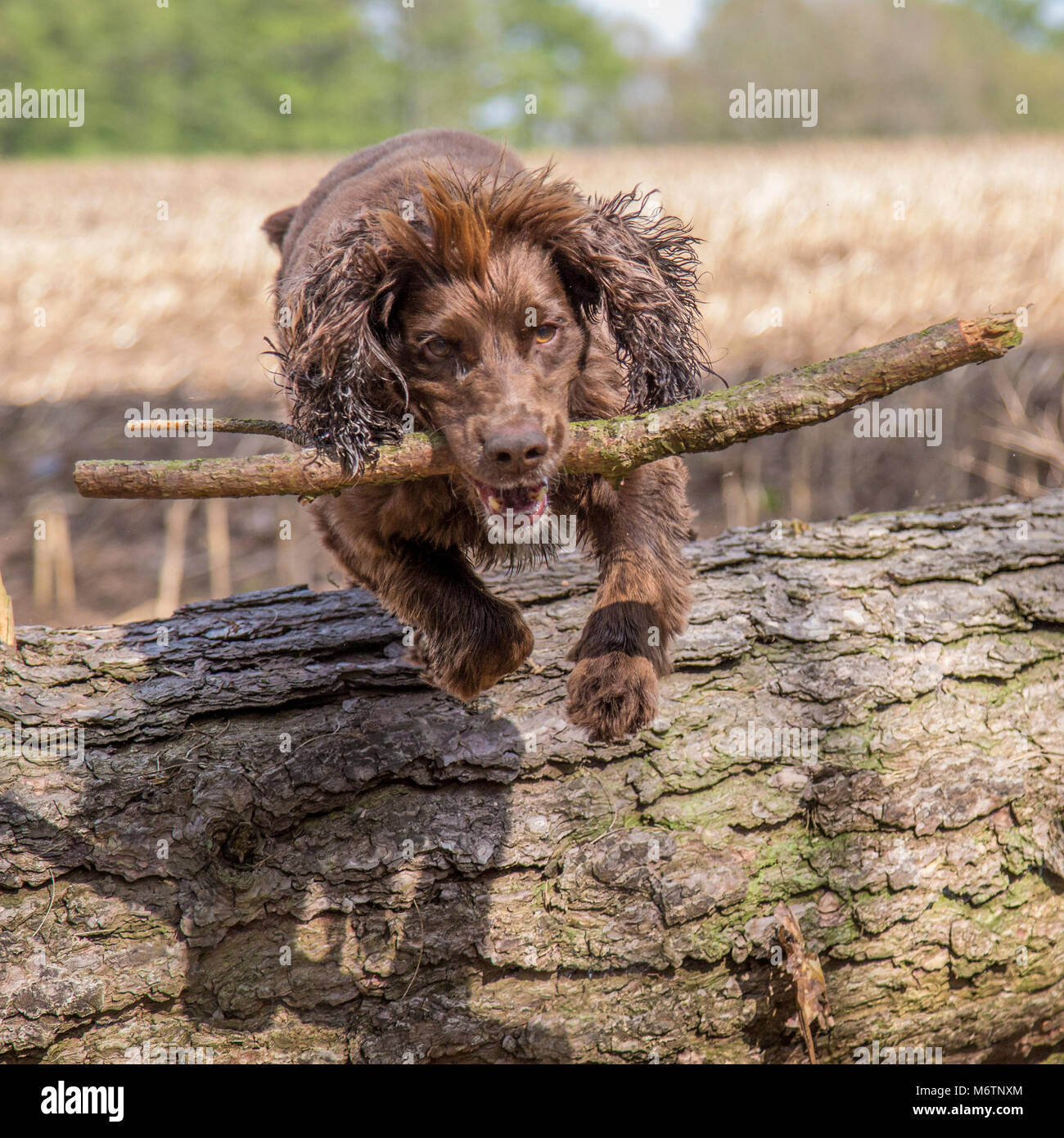 Working Cocker Spaniel Stock Photo - Alamy