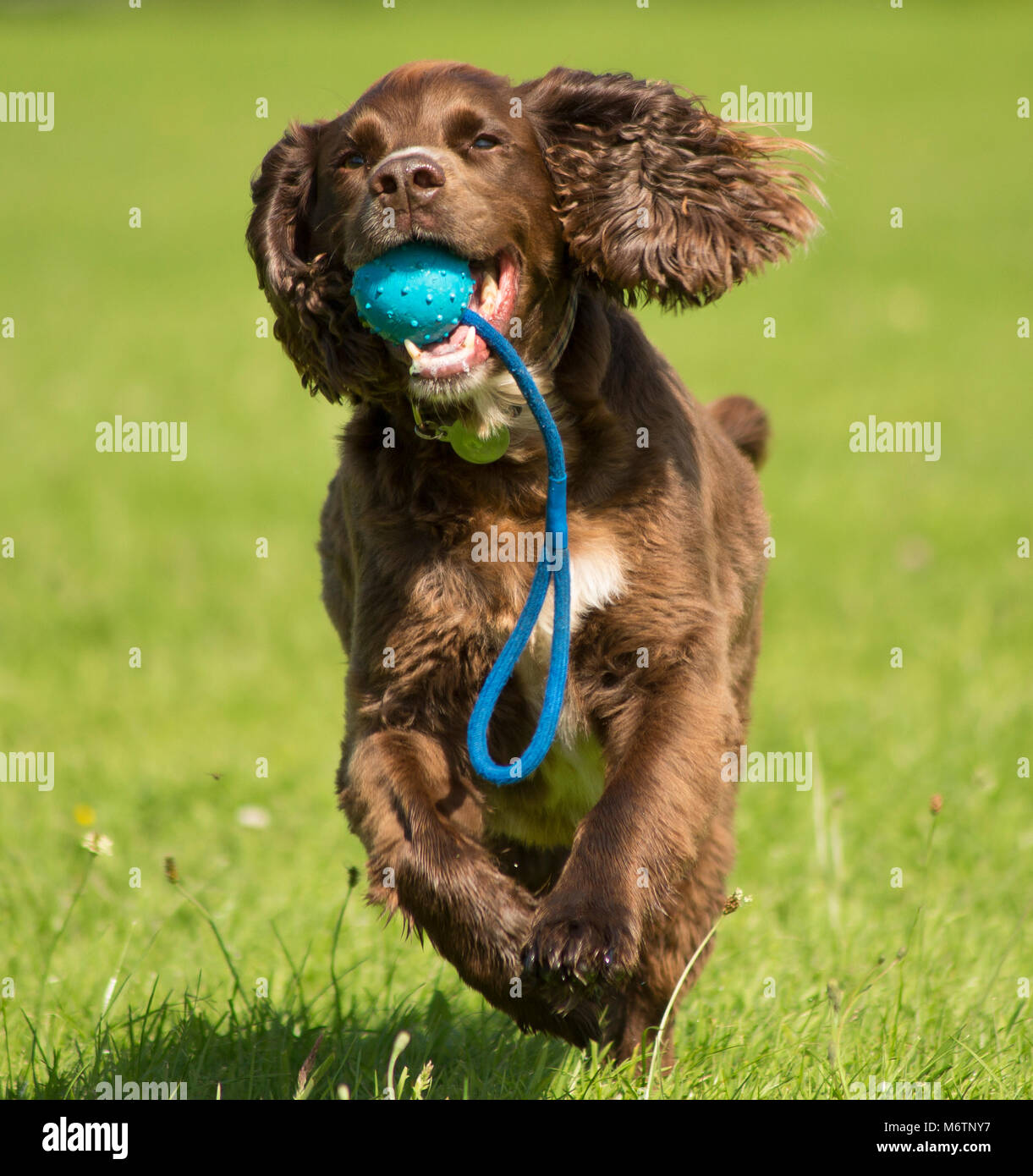 Working Cocker Spaniel Stock Photo - Alamy