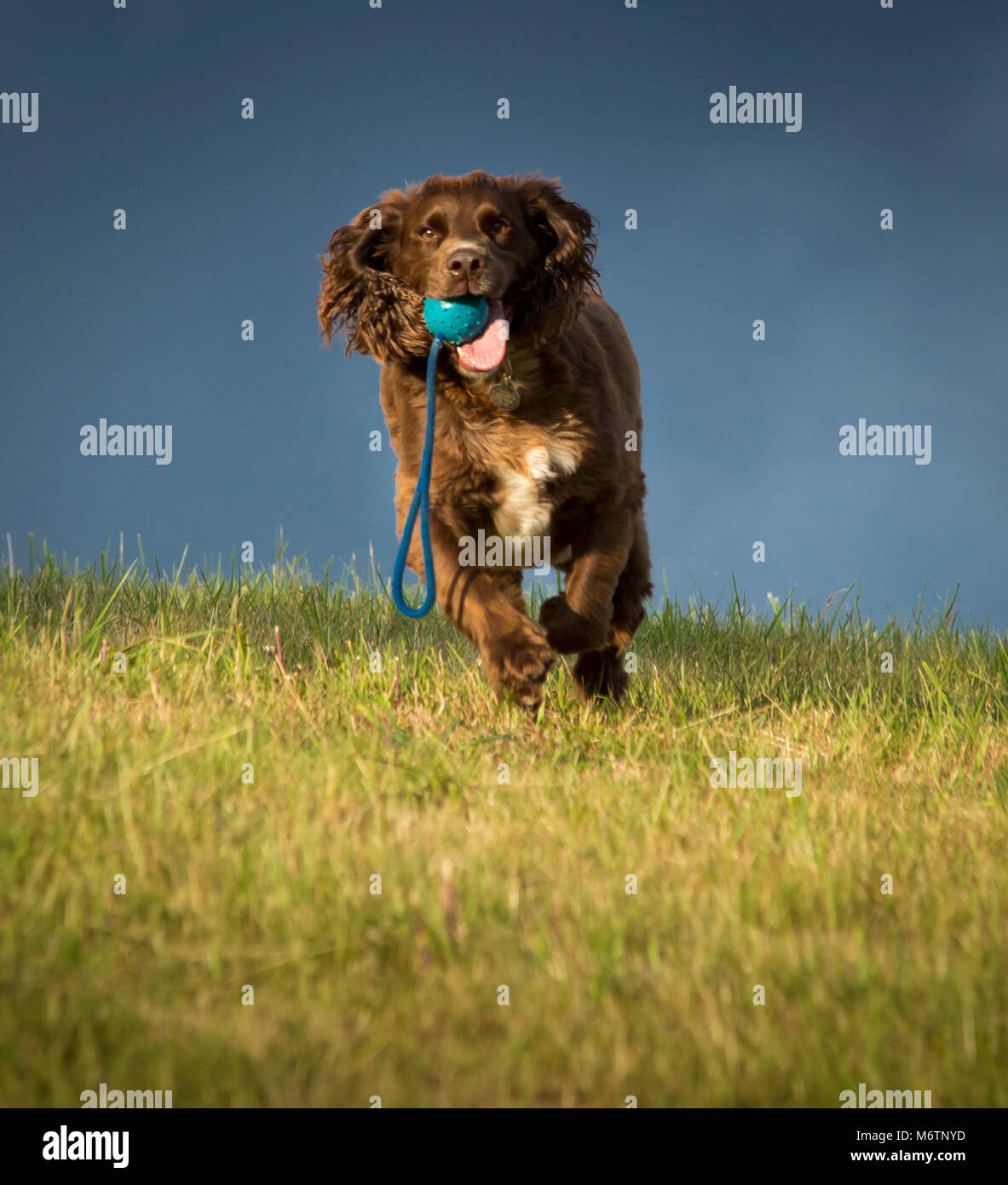 Working Cocker Spaniel Stock Photo - Alamy