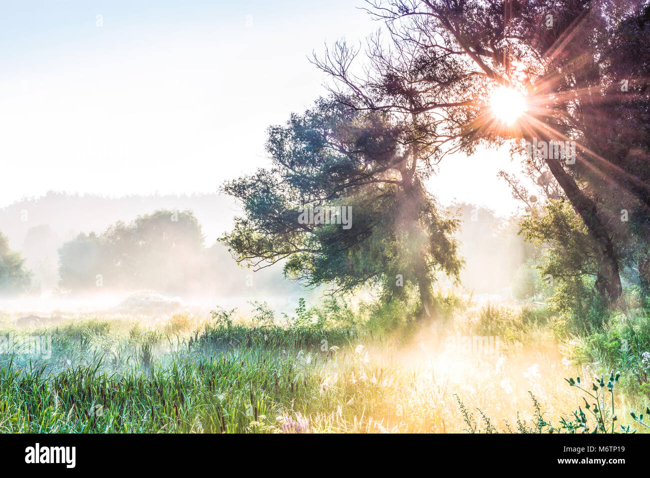 The rays of Sun through a fog and tree's silhouette at dawn Stock Photo ...
