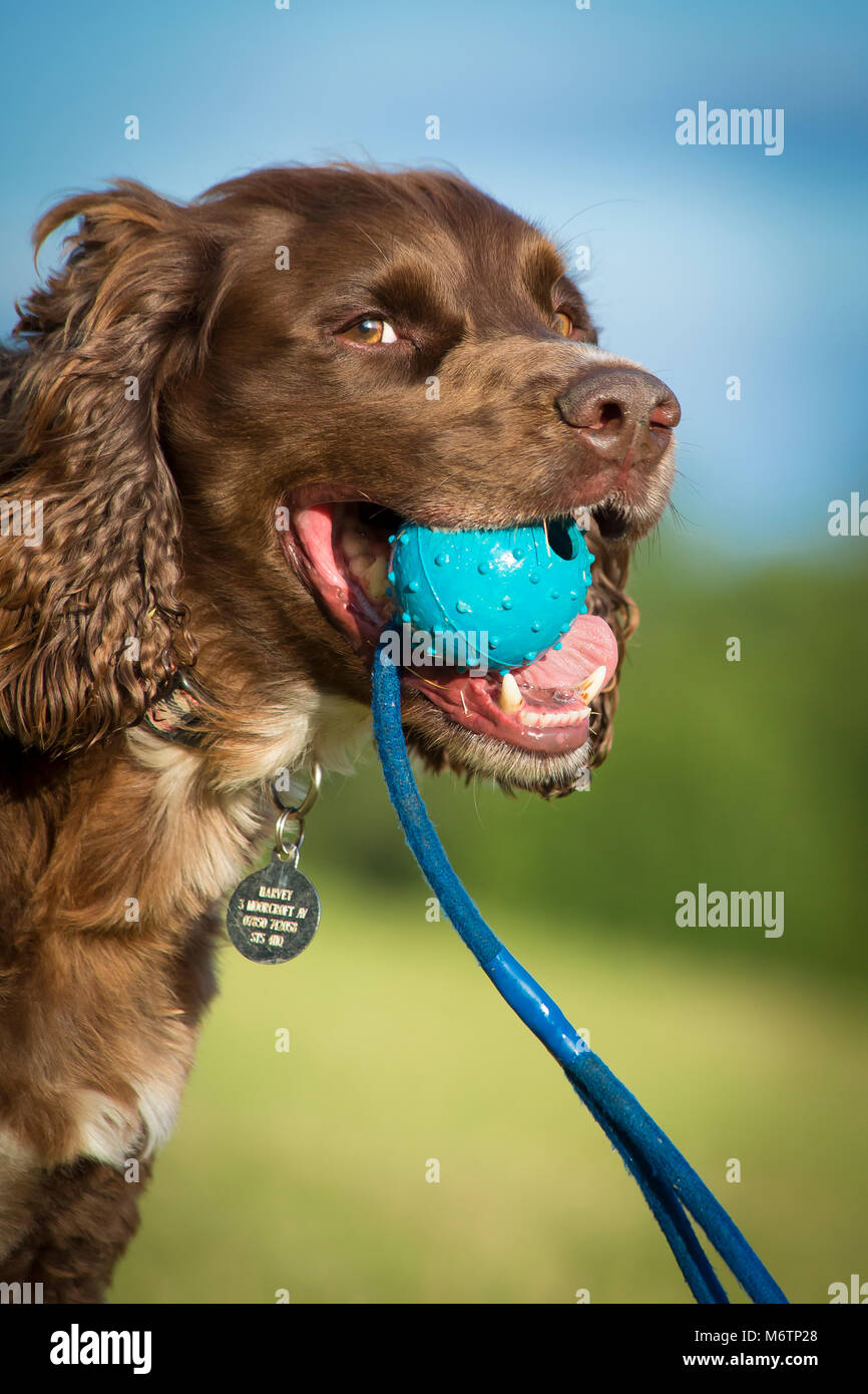 A pedigree Working Cocker Spaniel sitting with a blue ball on a rope ...