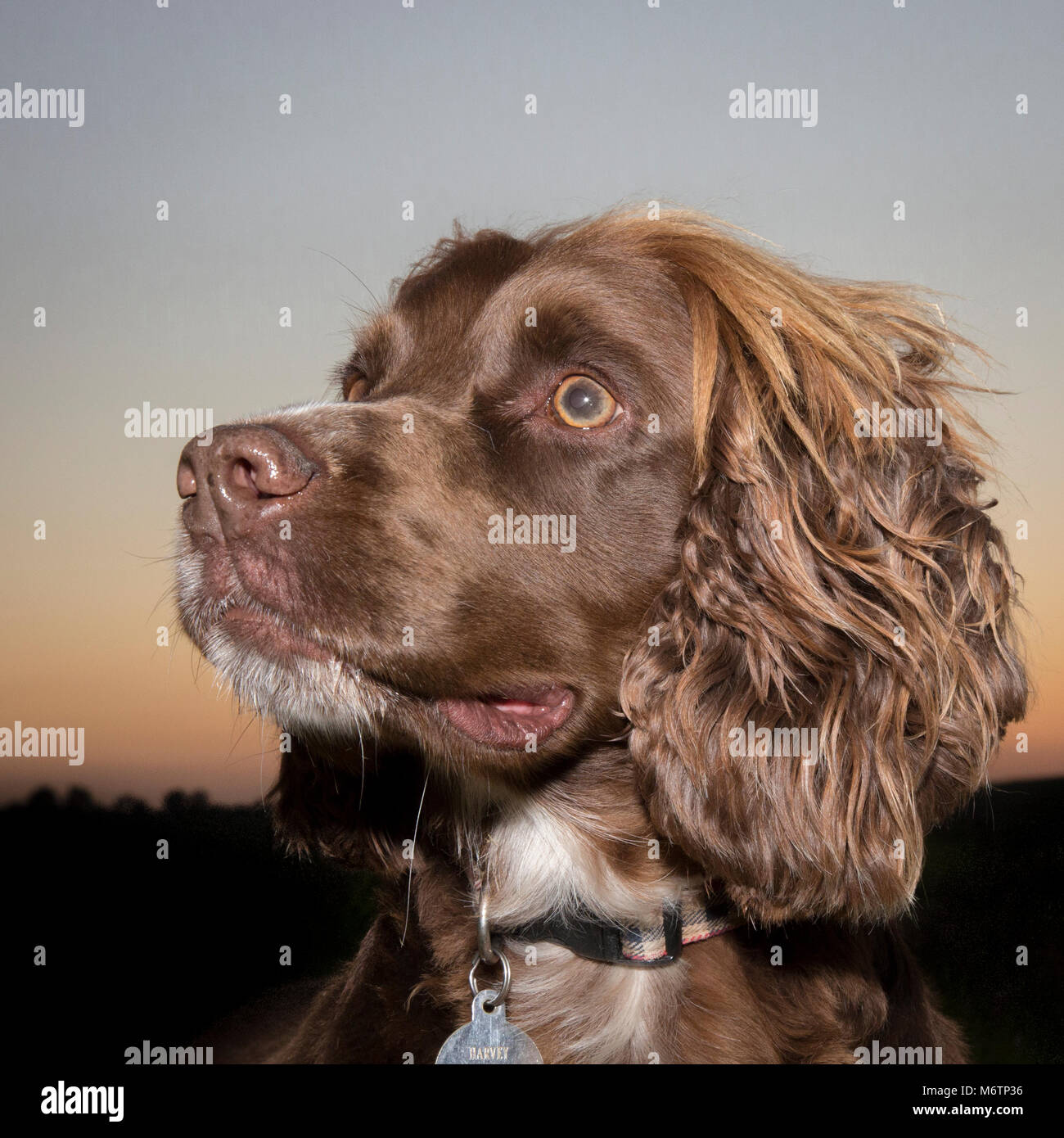 Working Cocker Spaniel portrait at sunset Stock Photo - Alamy