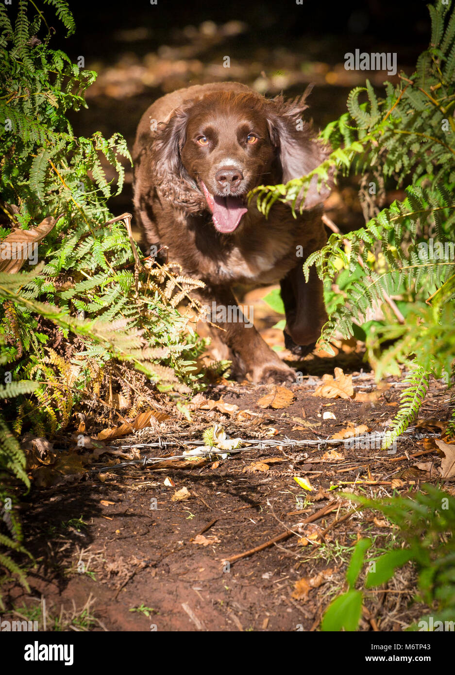 Working Cocker Spaniel runs out from the woods between ferns into the ...