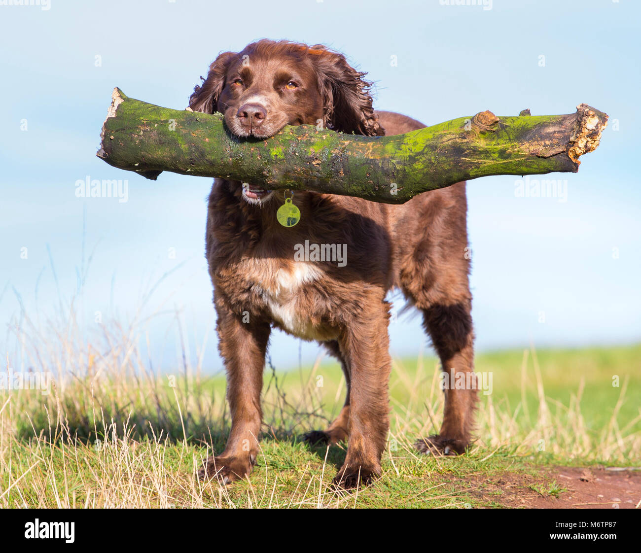 Working spaniel tail hi-res stock photography and images - Alamy