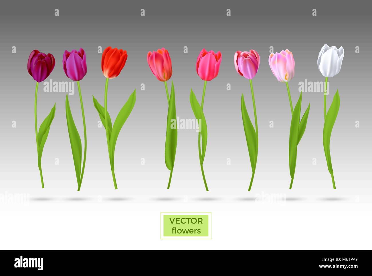 Set tulips flowers Stock Vector Image & Art - Alamy