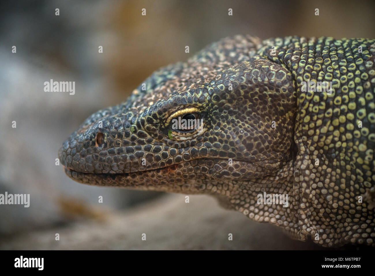 Giant lizard hi-res stock photography and images - Alamy