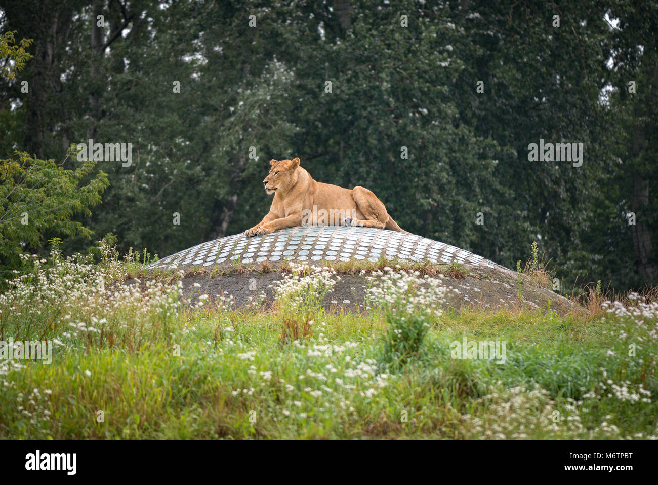 Lion watching zoo hi-res stock photography and images - Alamy
