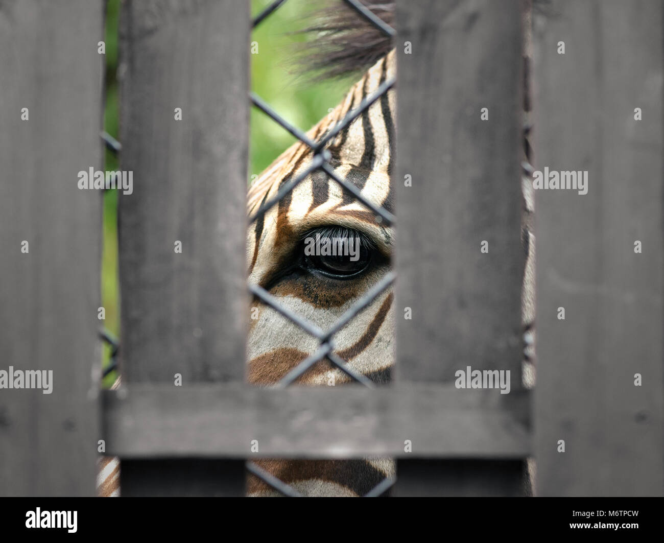 Zebra in zoo enclosure hi-res stock photography and images - Alamy
