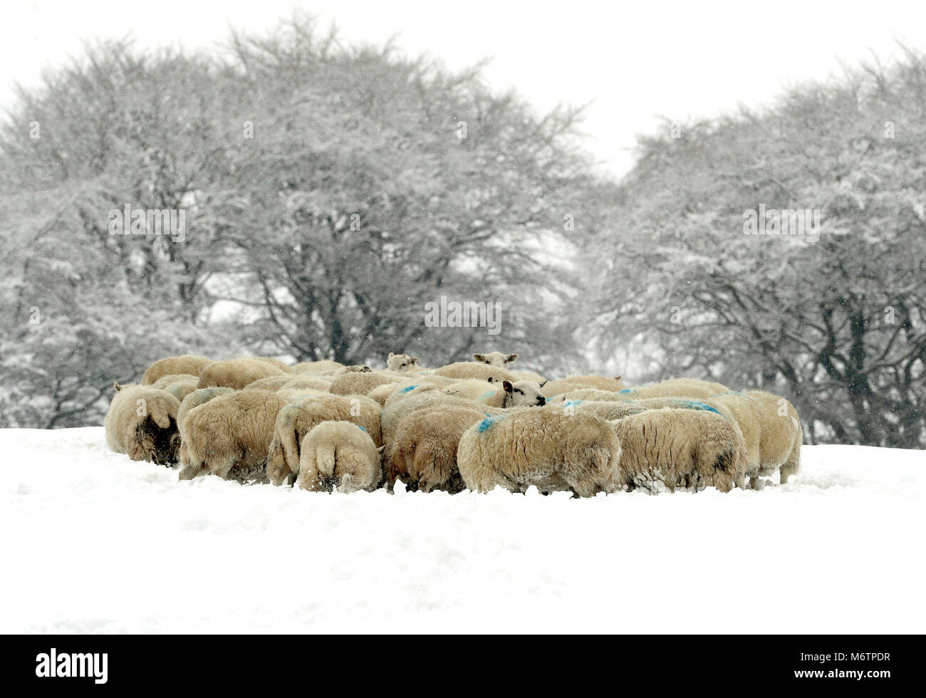 Sheep huddle together in rural Carron Valley near Stirling in Scotland ...