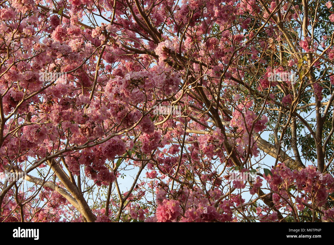 Pink tecoma hi-res stock photography and images - Alamy