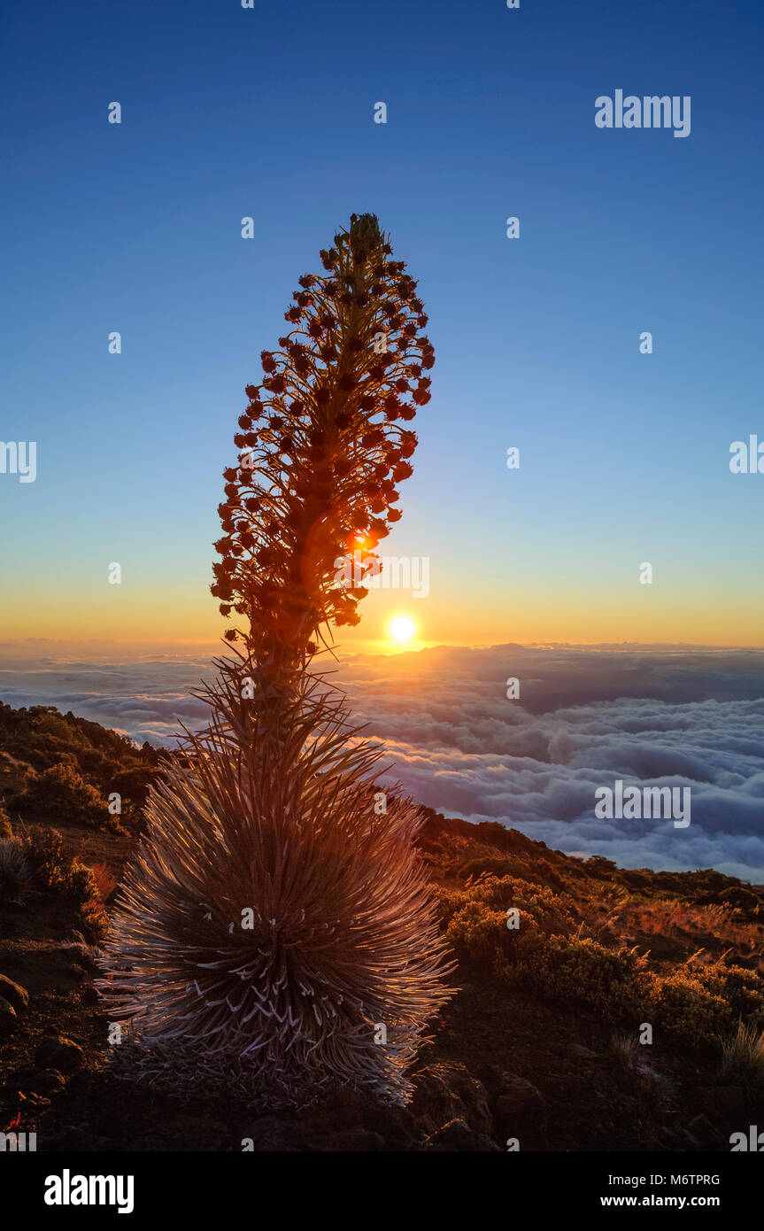 Hawaiian silversword hi-res stock photography and images - Alamy
