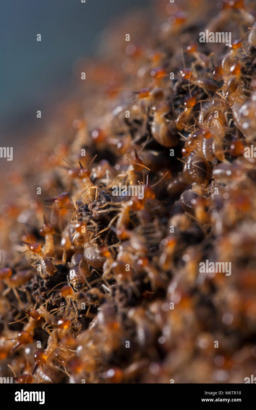 Harvester Termites High Resolution Stock Photography and Images - Alamy