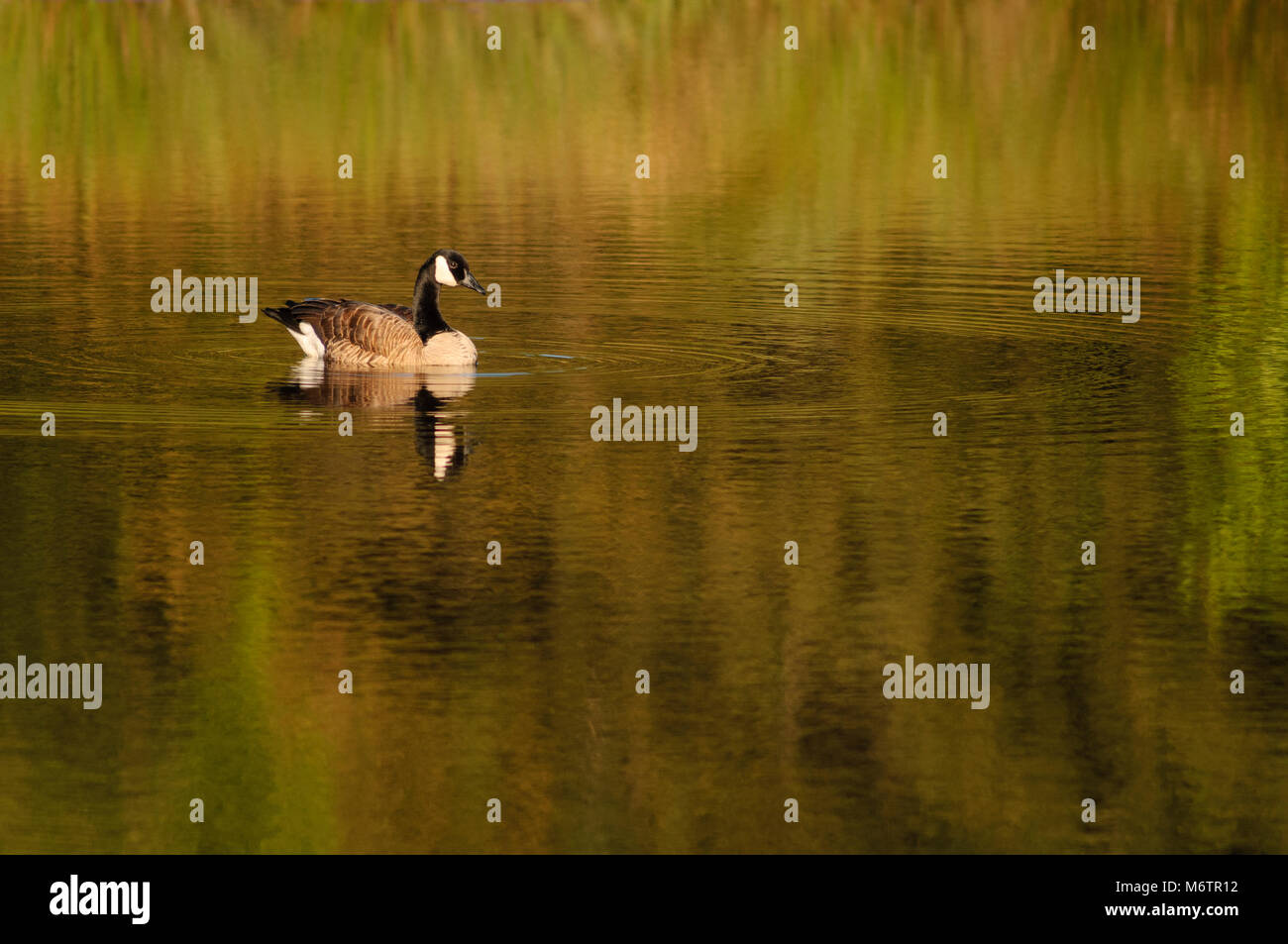Oregon native wildlife hi-res stock photography and images - Alamy