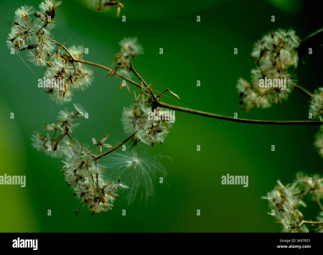 Good morning nature hi-res stock photography and images - Alamy