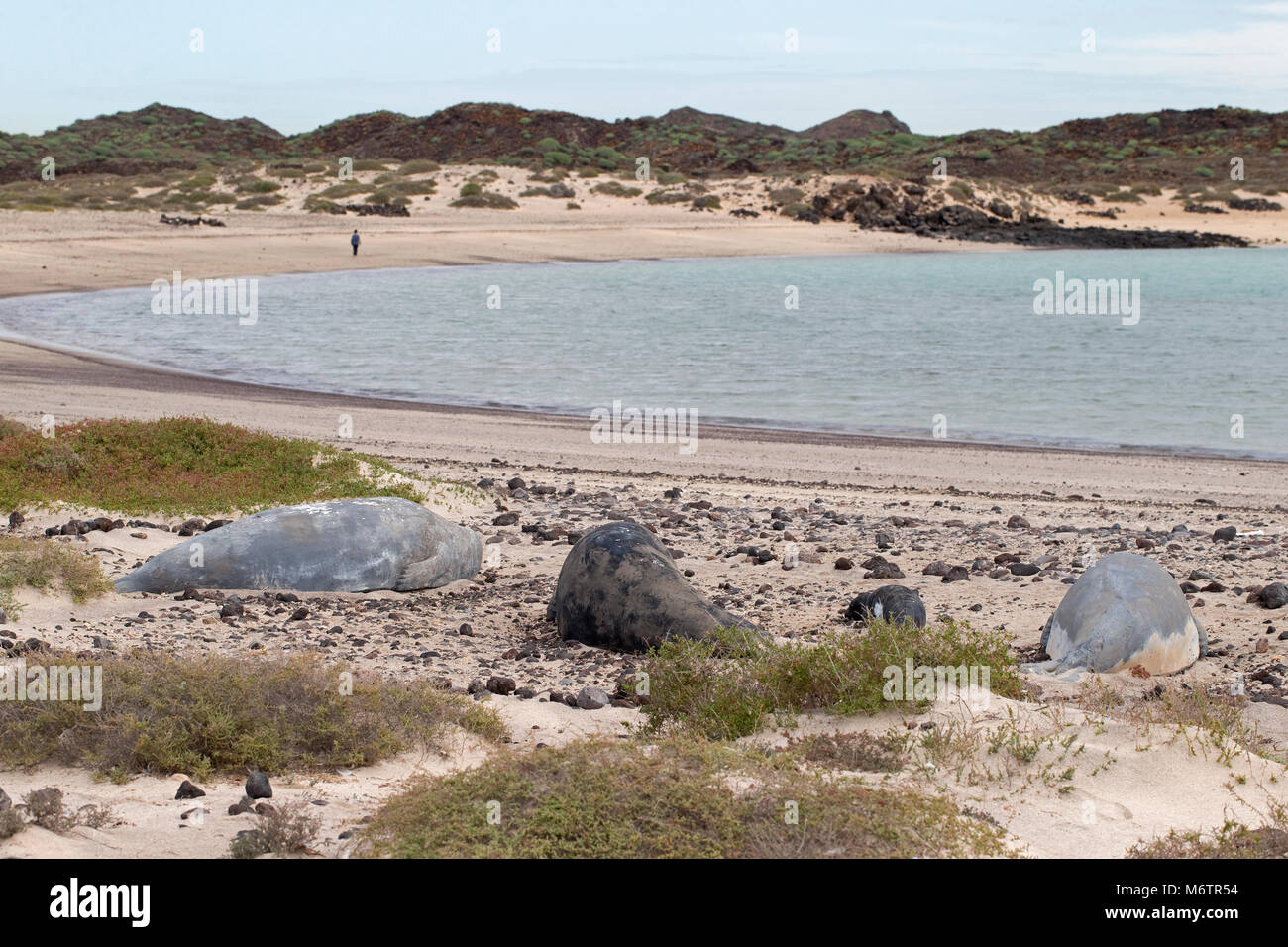 Mediterranean Monk Seal (Monachus monachus) sculptures Stock Photo - Alamy