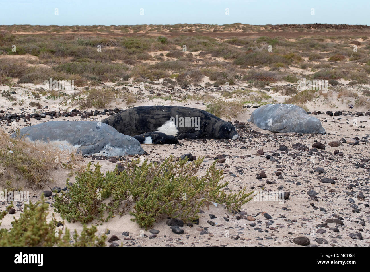 Mediterranean Monk Seal (Monachus monachus) sculptures Stock Photo - Alamy