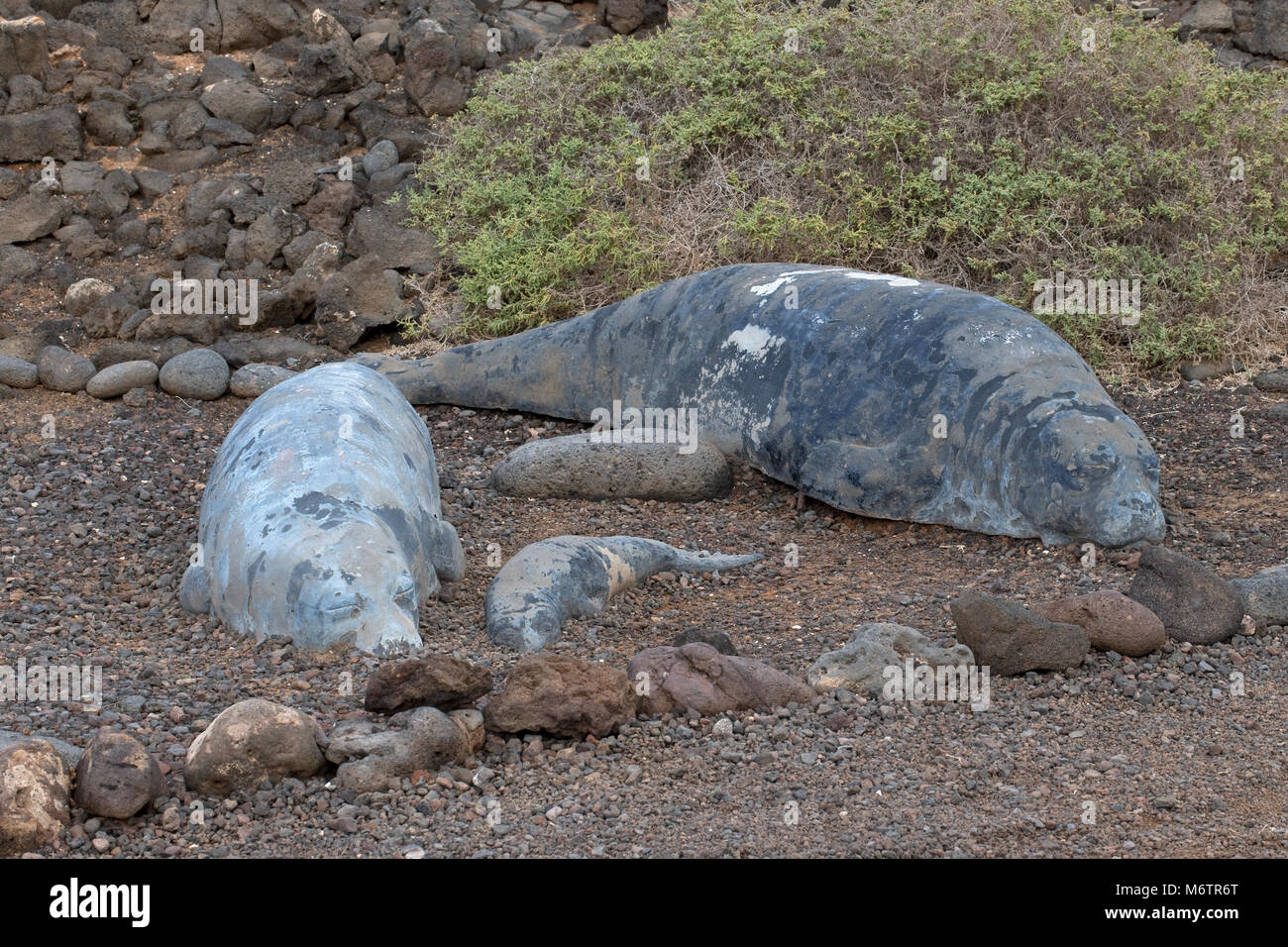 Mediterranean Monk Seal (Monachus monachus) sculptures Stock Photo - Alamy