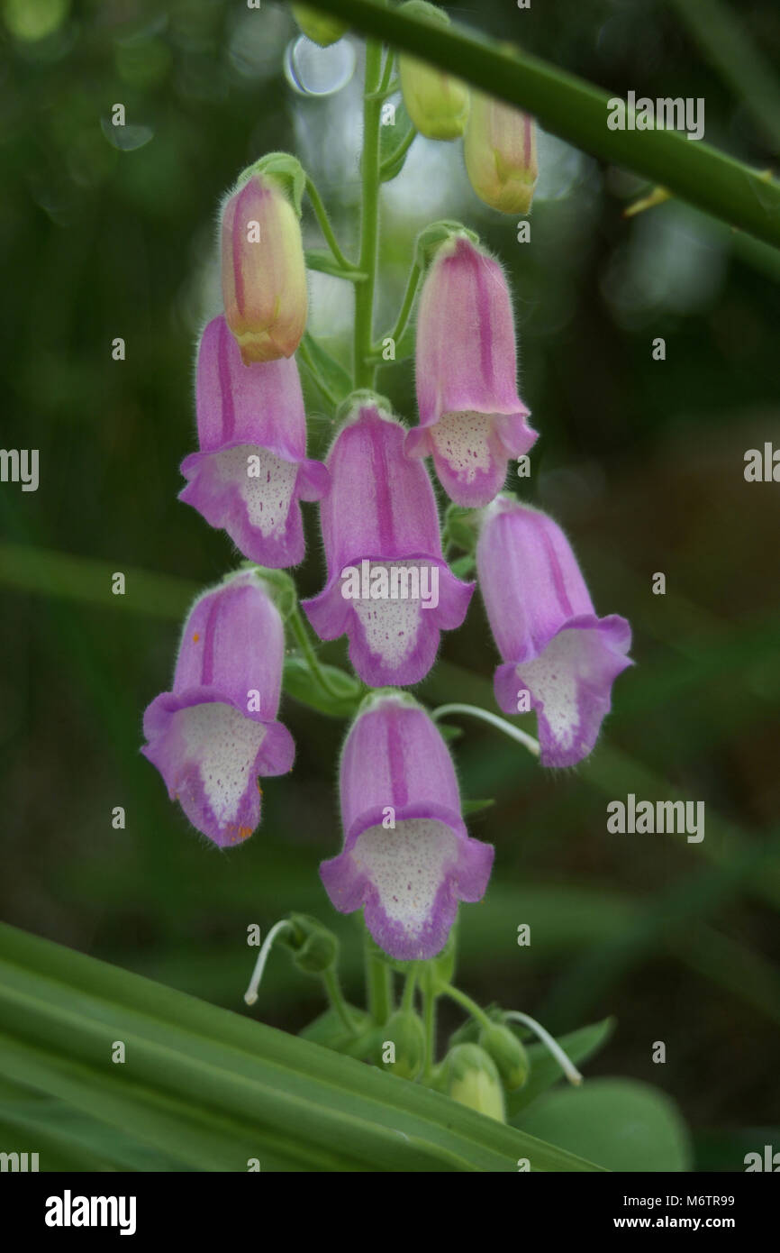 Digitalis thapsi hi-res stock photography and images - Alamy