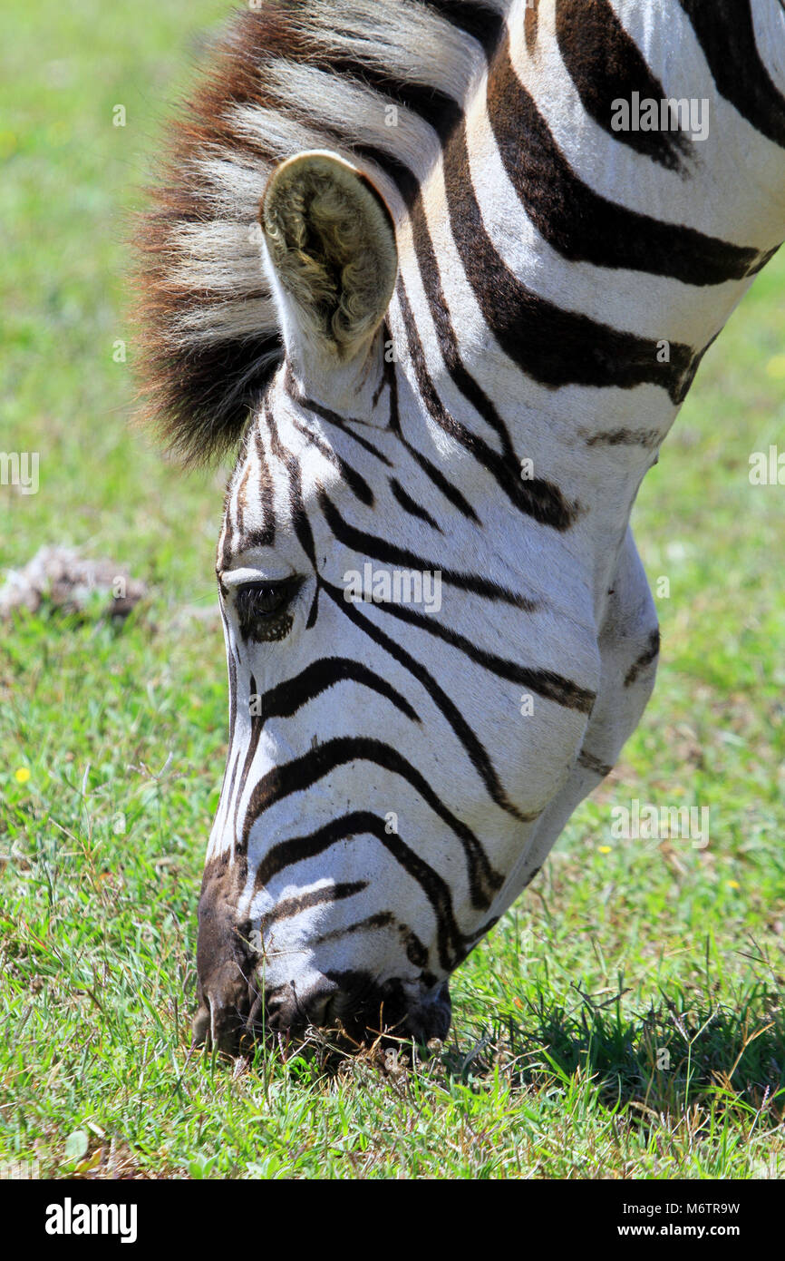 Zebra chewing grass hi-res stock photography and images - Alamy