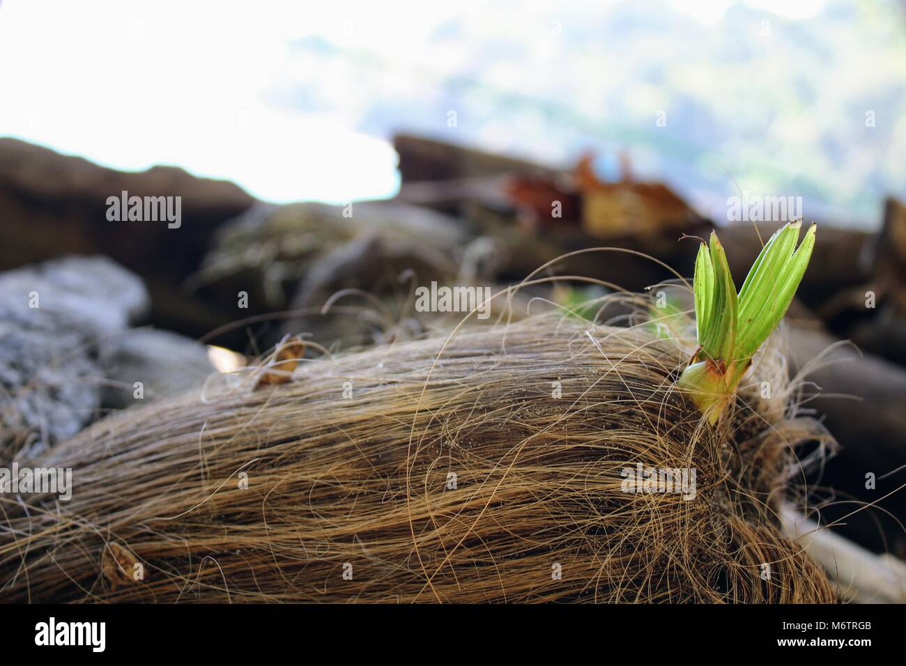 Baby coconut tree hi-res stock photography and images - Alamy Baby coconut tree hi-res stock photography and images - Alamy